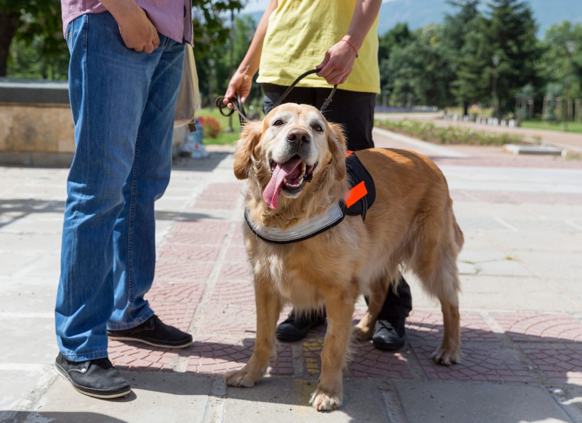 CAT Permits Resident With a Disability to Keep Her Dog - Davidson Houle ...